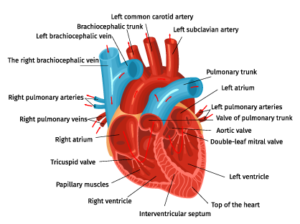 Scientifically Validated Human Heart Tissue & Cells | AnaBios