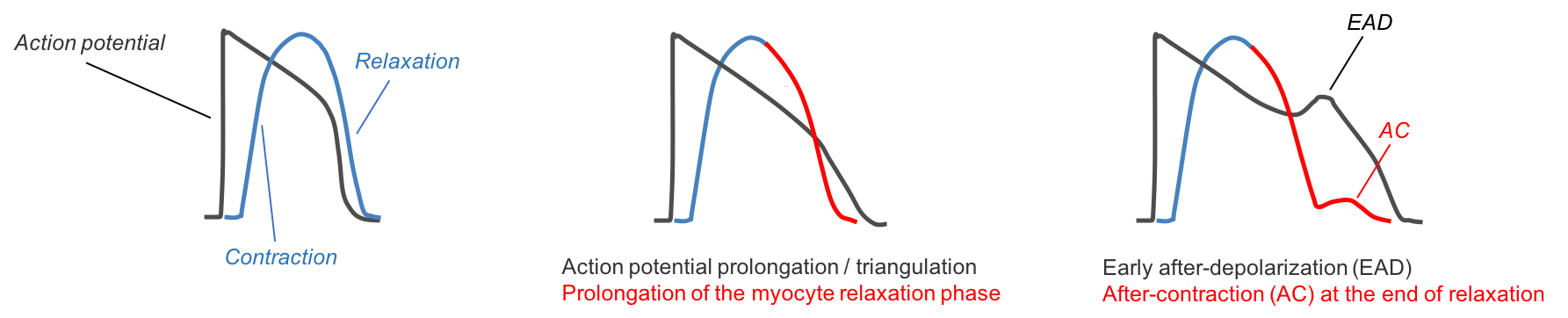 Proarrhythmia Detection Using Human Cardiomyocytes | AnaBios